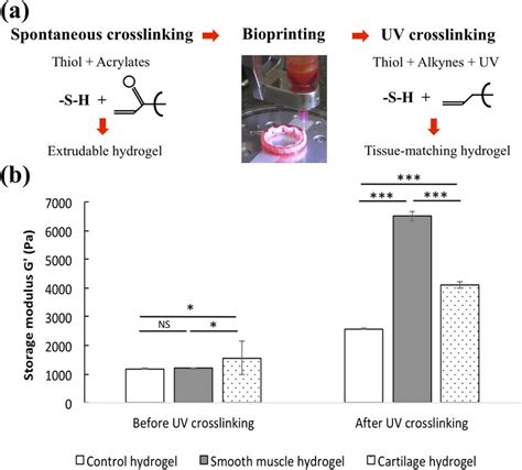 A Schematic Of The Two Step Crosslinking Hydrogels Used In This