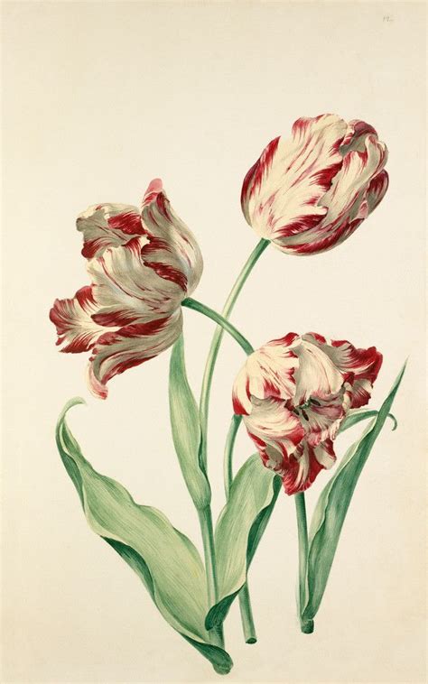 Bewitching Beautiful And Bountiful Botanical Art Botanical Drawings