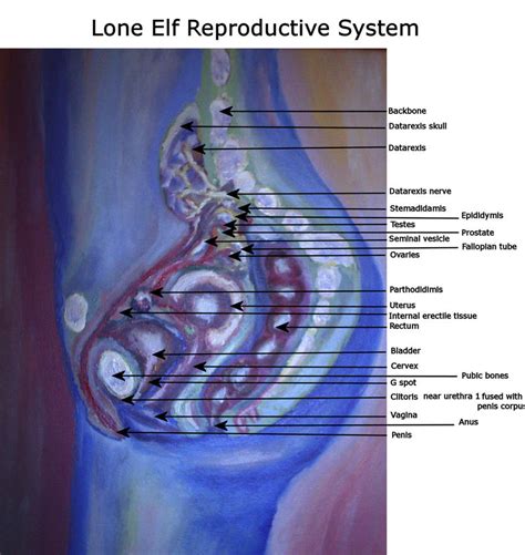 Lone Elf Gender Anatomy Detail By Zananeichan On DeviantArt