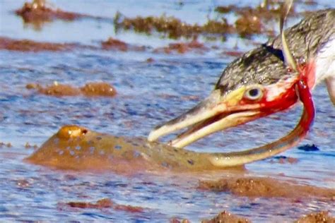 Bird Bites Stingray Stingray Impales Bird Bird Survives Just Another