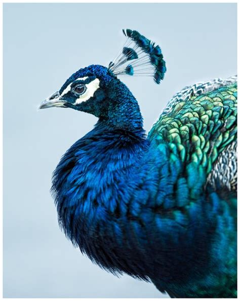 Premium Photo Close Up Of Peacock