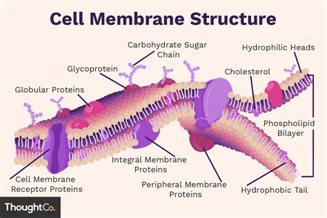 Cell Membrane Function And Structure