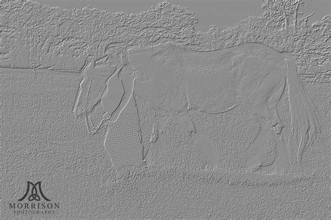 Morrison Photography Embossed Photo Kirsty 8 Mths Pregnant And Zig Having A Quiet Walk