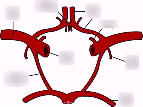 Cerebrovascular System Diagram Quizlet
