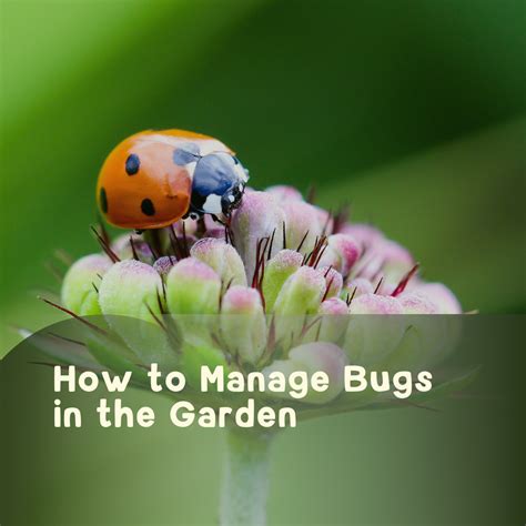 Managing Bugs In The Garden 🐛