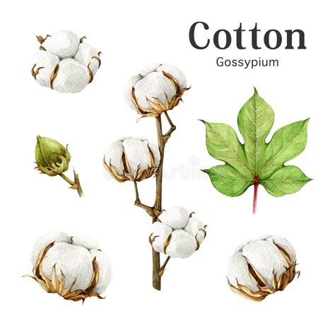 Cotton Gossypium Stock Vector Illustration Of Flower 15342845