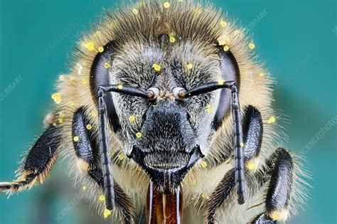 Honeybee With Pollen Macrophotograph Stock Image C036 6727