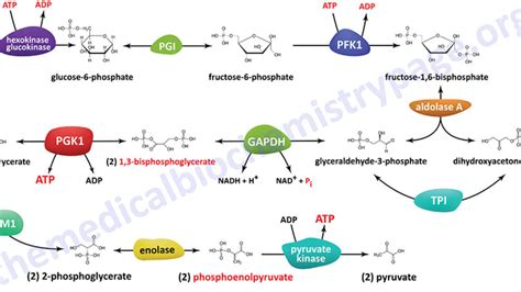 Glycolysis Pathway With Structures Structure Of The Metabolic Model Of