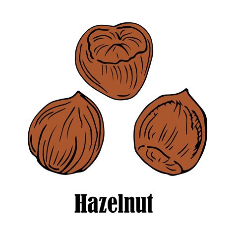 Vector Hand Drawn Hazelnut For Template Label Packing And Emblem