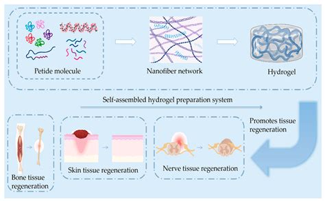 Self Assembled Peptide Hydrogels In Regenerative Medicine