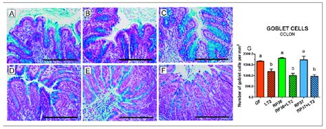 Goblet Cells Density In The Colon Of Gnotobiotic Piglets Germ Free Download Scientific Diagram
