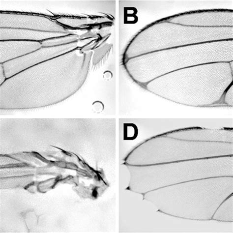 Notch Pathway Mutations Do Not Interact With Fos Rnai A Mam Il115