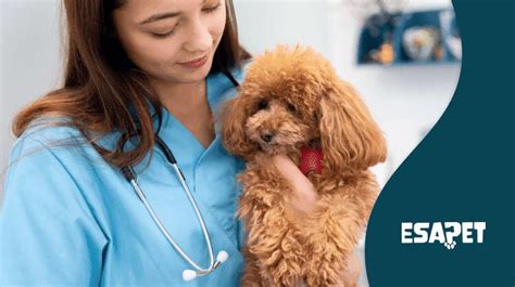 How To Choose Pet Insurance Selecting A Plan For Your Pet Esa Pet