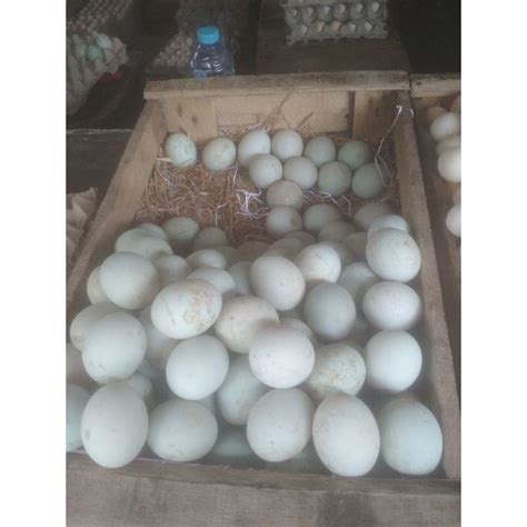 Jual Telur Mentah Mentok Shopee Indonesia