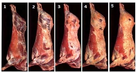 Figure 2 From Serbia In The Implementation Of Seurop Standard For Beef