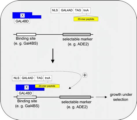 The Peptide Aptamer Screening System In Principle The System Consists