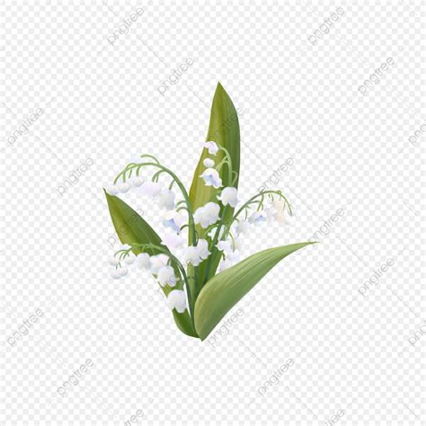 하얀 수채화 웨딩 꽃 일러스트 은방울꽃 화이트 은방울꽃 벨 런 은방울꽃 Png 일러스트 및 Psd 이미지 무료 다운로드