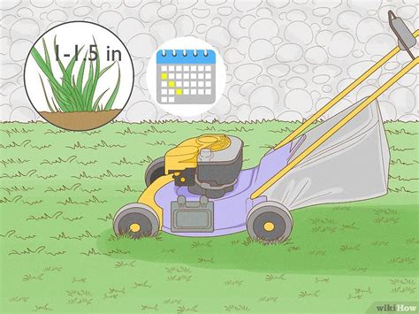 How To Make Bermuda Grass Thicker And Greener 11 Tips