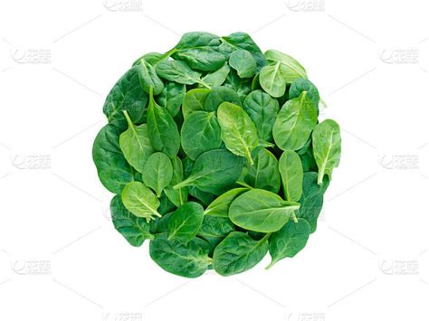 圆堆的绿菠菜叶顶视图孤立在白色