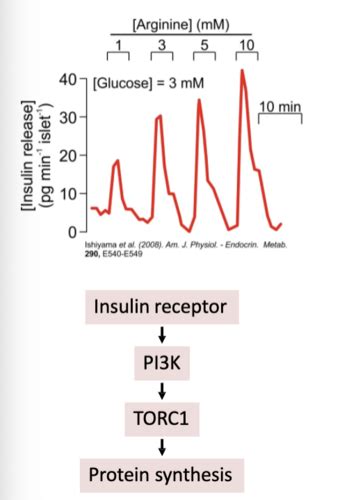 Thẻ ghi nhớ Lecture 15 Insulin and Glucagon signalling Quizlet