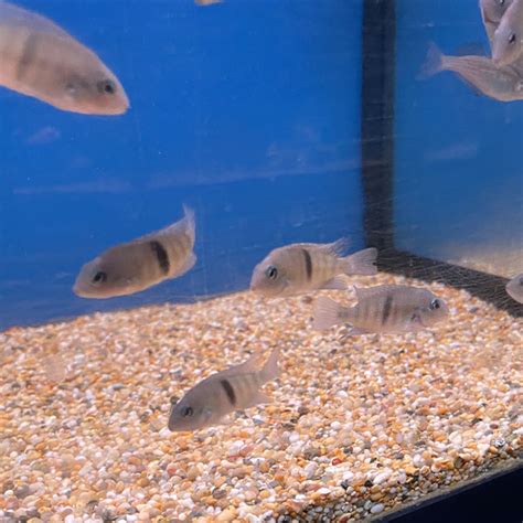 Neetroplus Nematopus Wholesale Tropicals