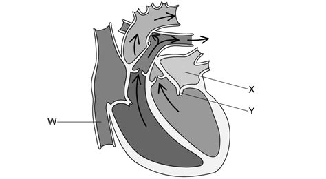 The Heart Cambridge Cie A Level Biology Exam Questions And Answers