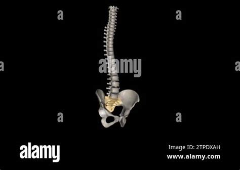 The Sacrum Is The Triangular Bone Just Below The Lumbar Vertebrae Stock Video Footage Alamy