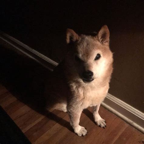 This Shiba Inu Always Looks Grumpy And People Are In Love Bored Panda