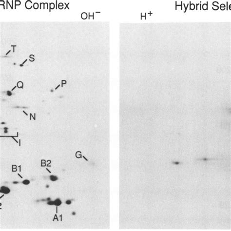Identification Of A Cdna Clone For The M Proteins Left Panel Hela