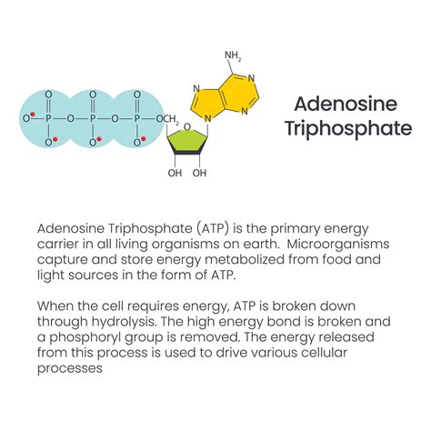 Premium Vector Adenosine Triphosphate Biochemistry Science Vector Graphic