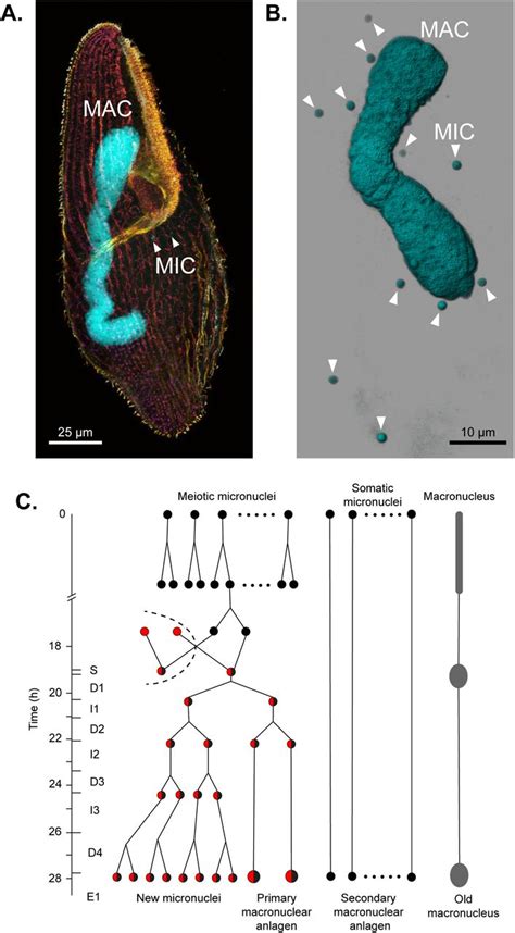 Blepharisma Labeled