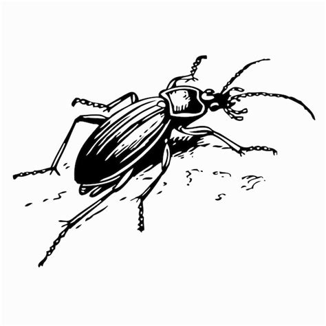 Premium Vector Ground Beetle