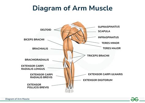 Upper Arm Muscles Anatomy Muscles Of Right Upper Arm 3 Wood Print By