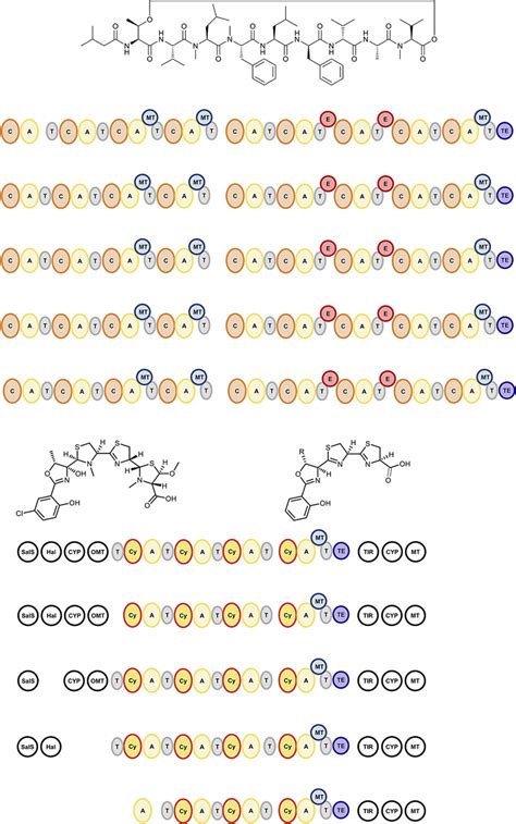 Biosynthetic Gene Cluster Analysis For The Production Of Download