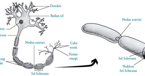 Detail Gambar Struktur Neuron Koleksi Nomer 24