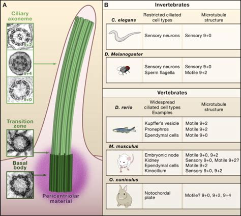 The Vertebrate Primary Cilium In Development Homeostasis And Disease