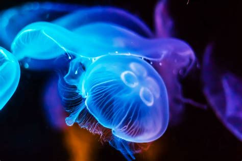 Аквариум Deep Sea World