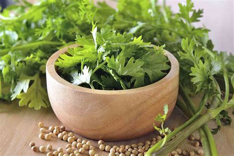 Culantro Propiedades Usos Y Beneficios Culinarios Brillante
