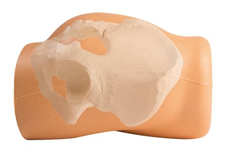 Simulator For I M Injection And Punch Biopsy Of The Iliac Crest