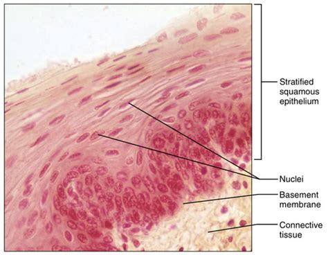 Anatomy 1 Lab Final Exam Microscope Tissue Flashcards Quizlet