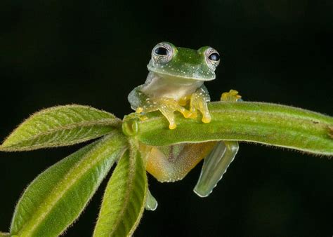 600000 ảnh đẹp Nhất Về Ếch Con · Tải Xuống Miễn Phí 100 · Ảnh Có Sẵn Của Pexels