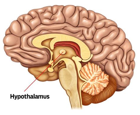 Theres A Thermometer In Your Head Called The Hypothalamus Hippo Thal