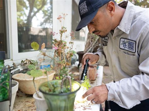 Invasive Mosquito Species Found In San Joaquin County