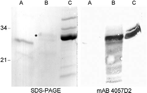 Mycobacterial Heparin Binding Hemagglutinin And Laminin Binding Protein