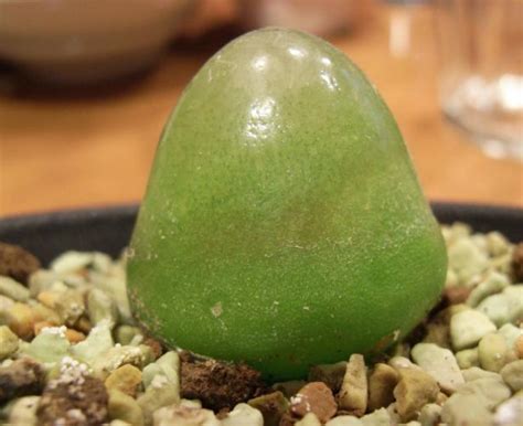 燈泡肉錐的養殖技巧老花匠來教你 每日頭條