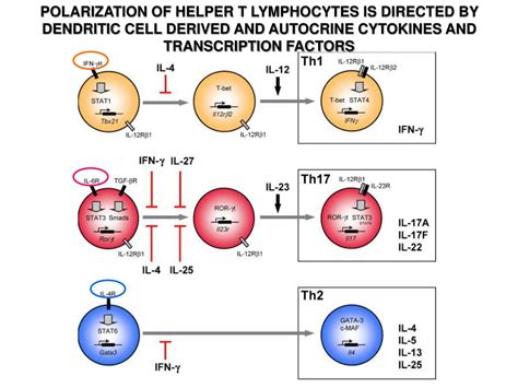 PPT Effector T Cells Effector T Cell Functions PowerPoint Presentation ID