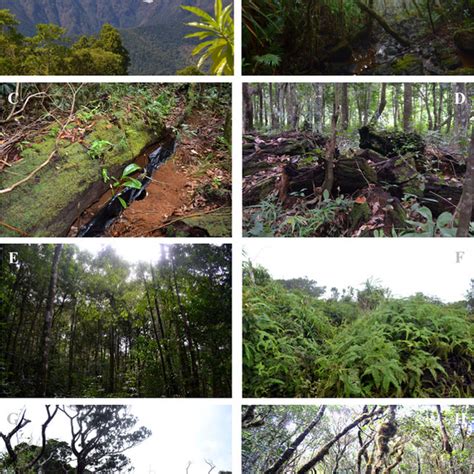 Examples Of Habitat Types Sampled And Assessed In Mount Guiting Guiting Download Scientific Examples Of Habitat Types Sampled And Assessed In Mount Guiting Guiting Download Scientific