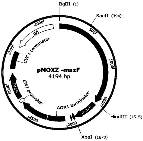Hansenula Polymorpha Genetic Operation Strategy And Application Thereof Eureka Patsnap