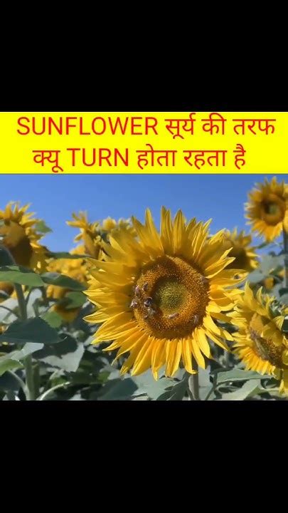 सूरजमुखी का फूल सूरज की तरफ ही क्यों Turn होता रहता है Shorts Viral