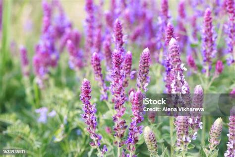 정원에 피는 세이지 자연의 야생 숲 사이의 빈터 여름 풍경입니다 약용 꽃 0명에 대한 스톡 사진 및 기타 이미지 0명 건강관리와 의술 꽃 나무 Istock